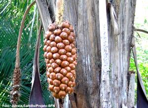Calorias em 1 Porção Babaçu mesocarpo farinha crua e Fatos Nutricionais?