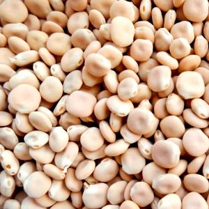 Calorias em 1 Porção Fava grão seco crua e Fatos Nutricionais?